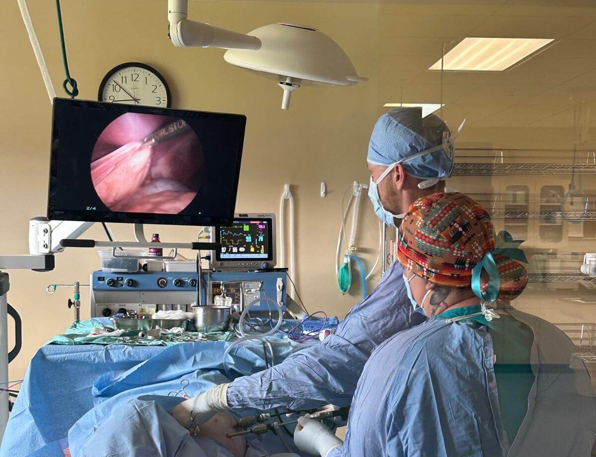Laparoscopic Spay | Gallatin Veterinary Hospital